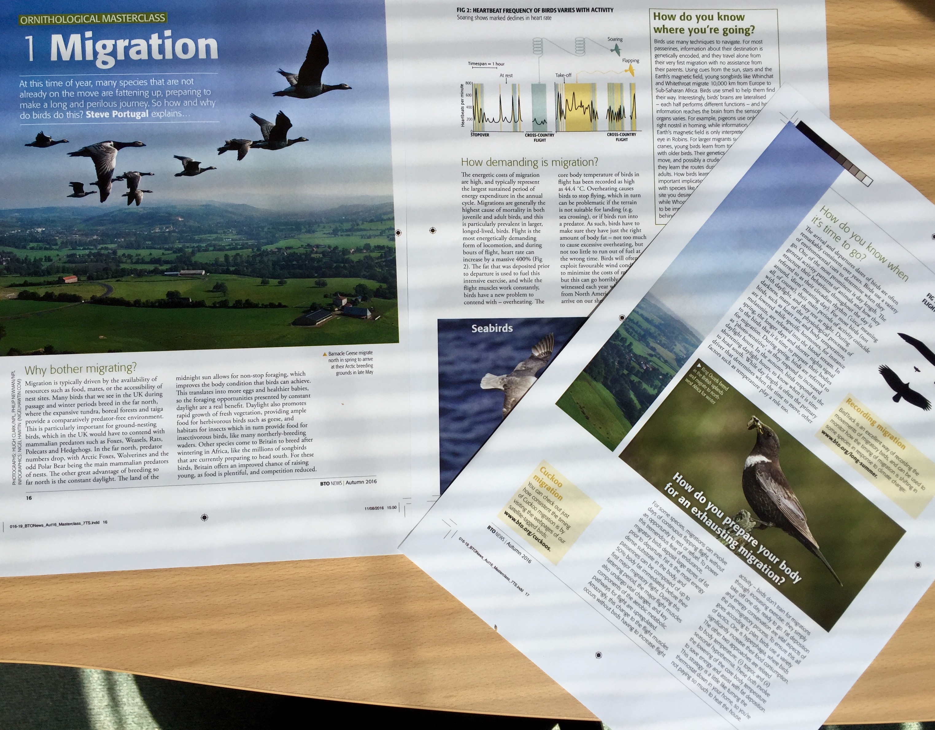 Migration article in BTO Magazine | Dr Steve Portugal, The University ...